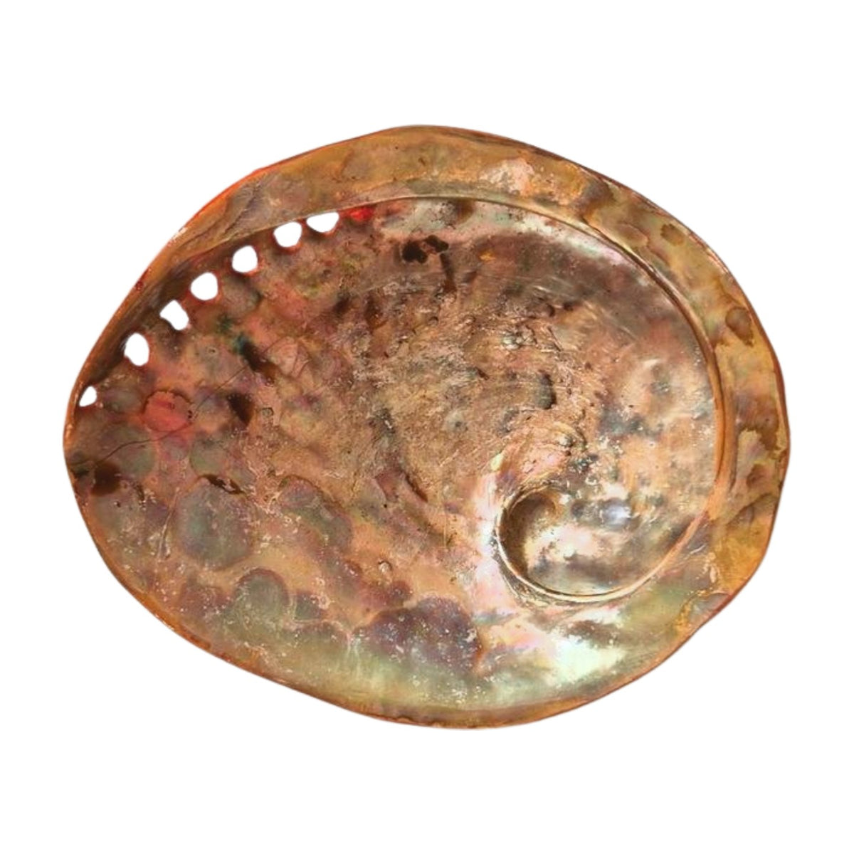 Natural Shell Smudge Dish